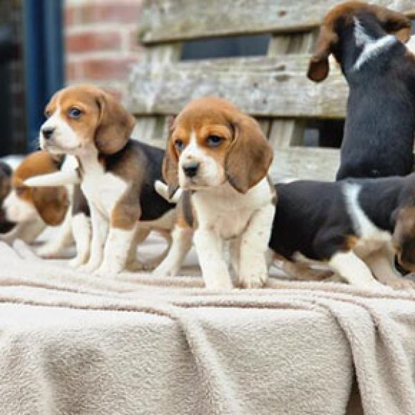 Chiots beagle - Élevage du Hameau de Crecques