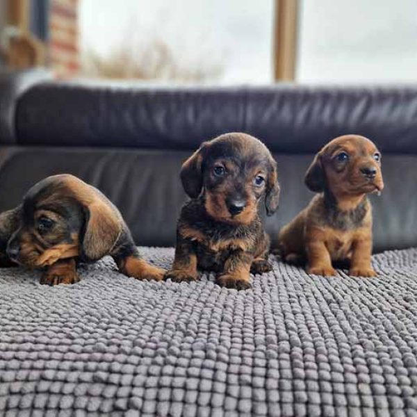 Chiots teckel - Élevage du Hameau de Crecques