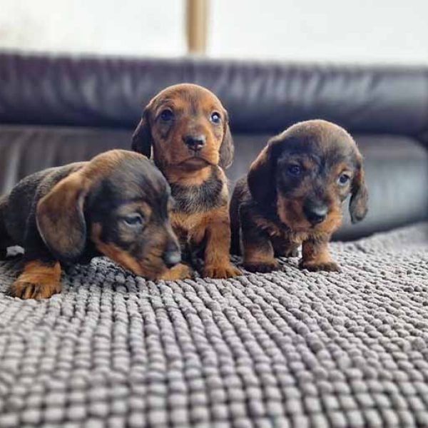 Chiots teckel - Élevage du Hameau de Crecques