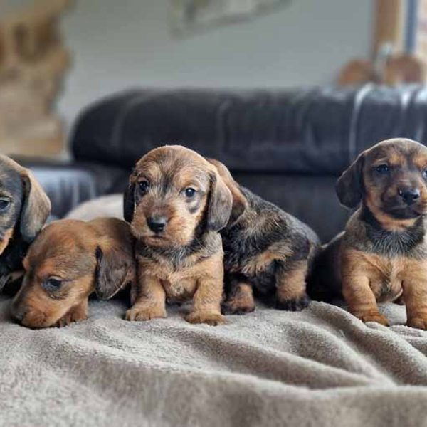 Chiots teckel - Élevage du Hameau de Crecques