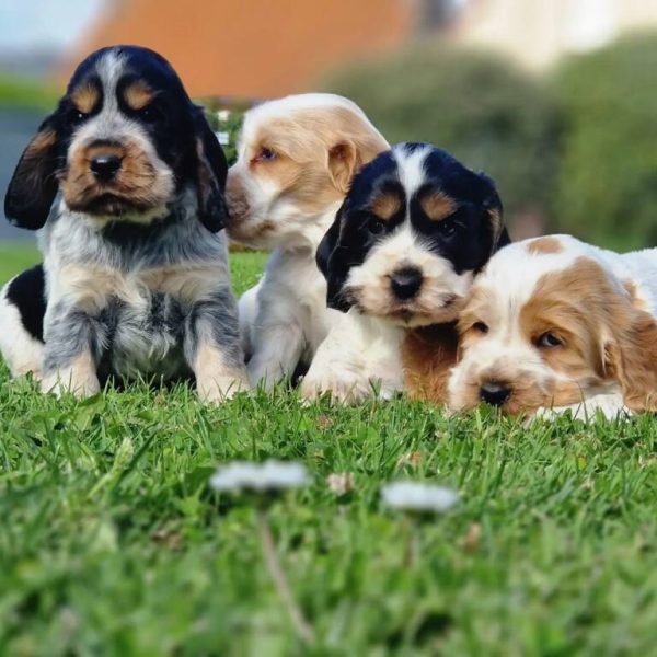 Chiots cocker anglais - Élevage du Hameau de Crecques